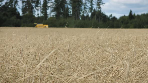 Organic Rye Field with Yellow Combine Harvester Working on Background ...