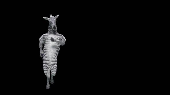 34 Zebra Dancing HD, Motion Graphics | VideoHive