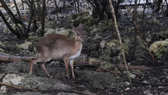 Forest Mini Antelope Duker Royal Antelope Tiniest Antelope at Zoo ...