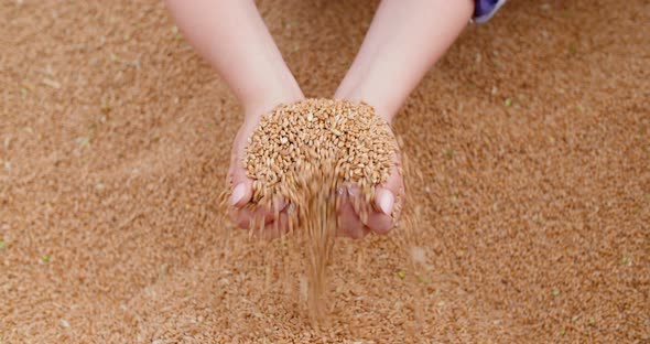 Young Female Farmer Examining Wheat Grains, Stock Footage | VideoHive