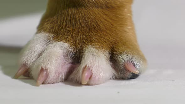 bulldog puppy paw close up 4k, Stock Footage | VideoHive