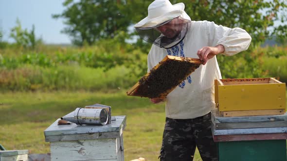 Beekeeper is working with bees and beehives on the apiary. Beekeeper on ...