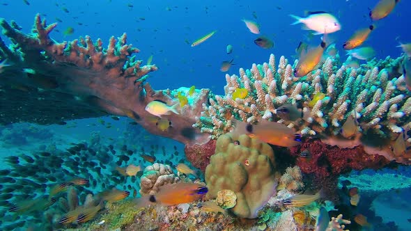 Beautiful Coral Garden, Stock Footage | VideoHive