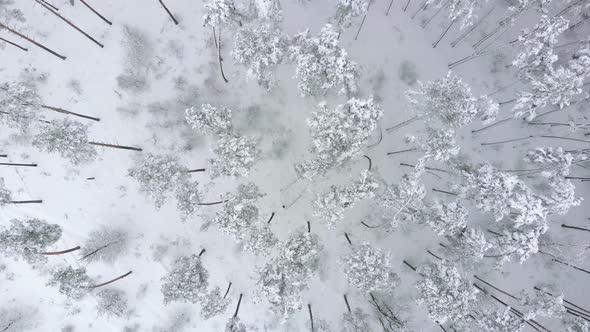Drone Whirls Over Snow-covered Winter Pine Forest, Stock Footage ...