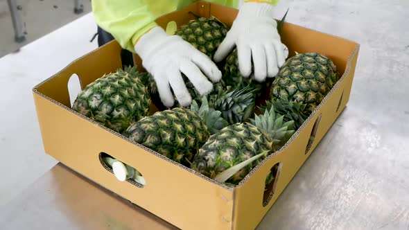 Pineapple packing in a boxShot On GH5 with 12-35 f2.8Lens, Stock Footage