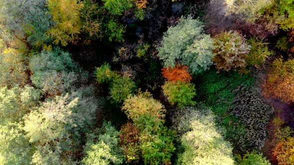 Forest Seen from Above, Stock Footage | VideoHive