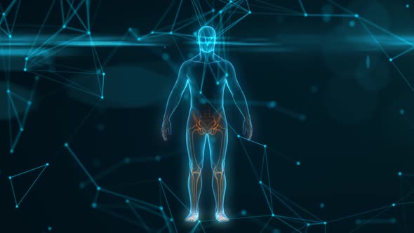 Rotating Male Body Scan With Musculoskeletal System, Motion Graphics