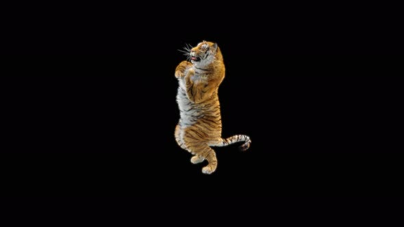 Tiger Dancing 4K, Motion Graphics | VideoHive