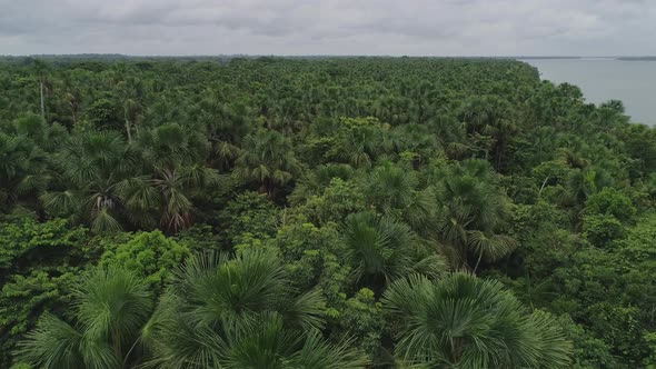 Aerial shot close to Amazon forest (Bacuri trees) - Para, Brazil, Stock ...