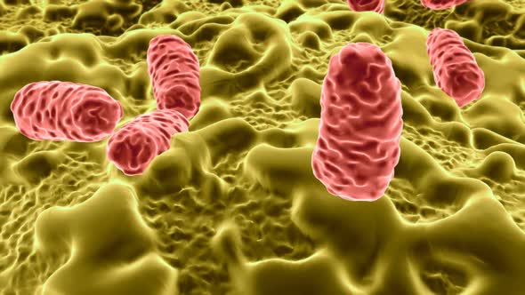 Salmonella, Motion Graphics | VideoHive