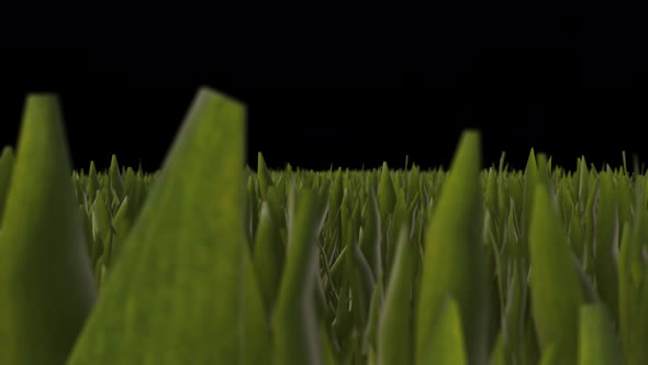 Grass Animation With Alpha, Motion Graphics | VideoHive