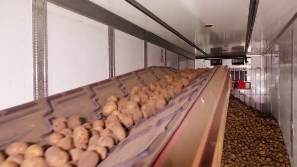 After Sorting and Culling at Warehouse, Potatoes Are Placed on Conveyor ...