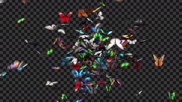 Butterfly, Motion Graphics | VideoHive
