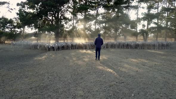 In dappled evening sunlight, a farmer and his dog herd a flock of sheep ...