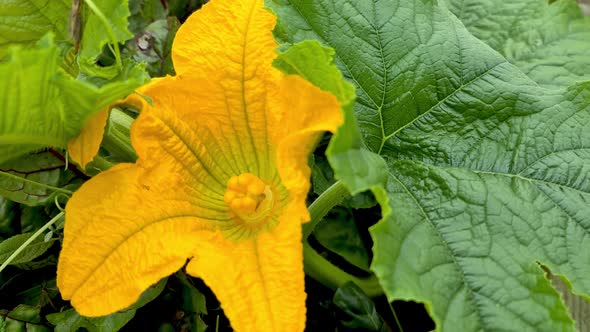 Female Pumpkin Flower Growing in the Garden, Stock Footage | VideoHive