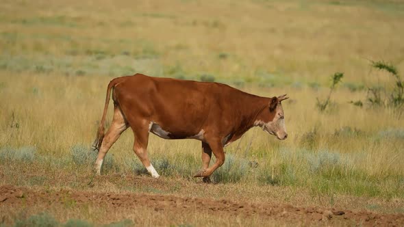 Slow Motion Amazing Milk Cows on the Beautiful Meadow, Stock Footage