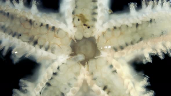 Oral Side(mouth) Starfish Asteroidea Under a Microscope, Type ...