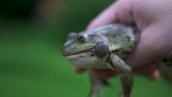 Slowly Big Green Toad in a Man's Hand. Toad Defends Inflates Bubbles on ...