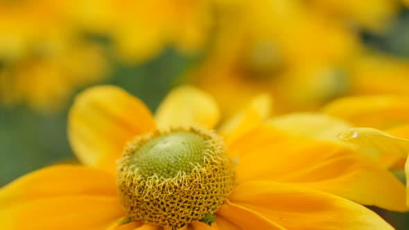 Shallow DOF yellow Irish Spring Rudbeckia hirta flower natural garden ...