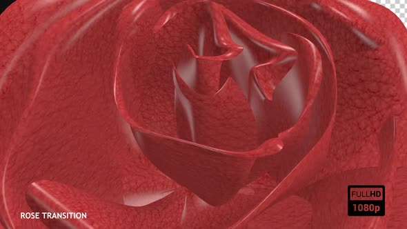 Rose Transition, Motion Graphics | VideoHive