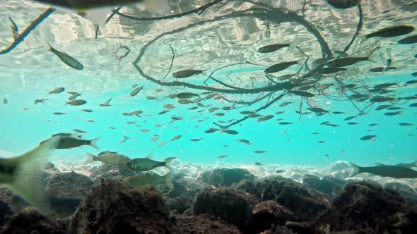 Fish swimming in very clear and transparent shallow water. Swarm of ...