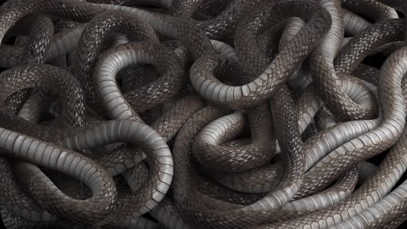Looping wriggling snakes, Motion Graphics | VideoHive