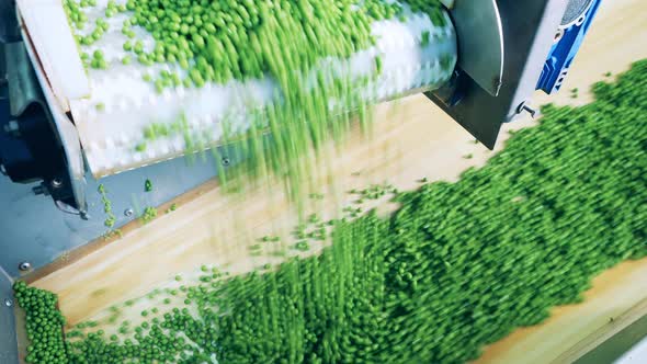 Two Conveyor Machines with Green Peas Moving Along Them, Stock Footage