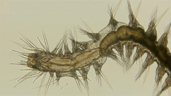 Worm Polychaeta Under a Microscope, This Is the Annelida Class, Live in ...