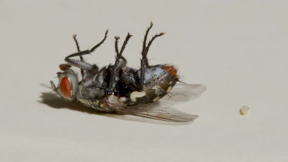 Macro Shooting. Fly on a White Background Close-up., Stock Footage