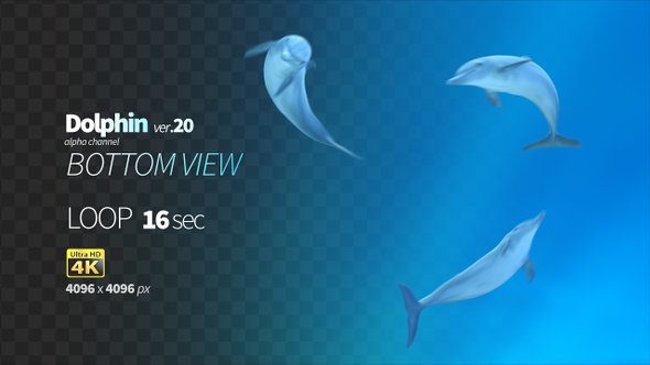 Dolphin 20, Motion Graphics | VideoHive