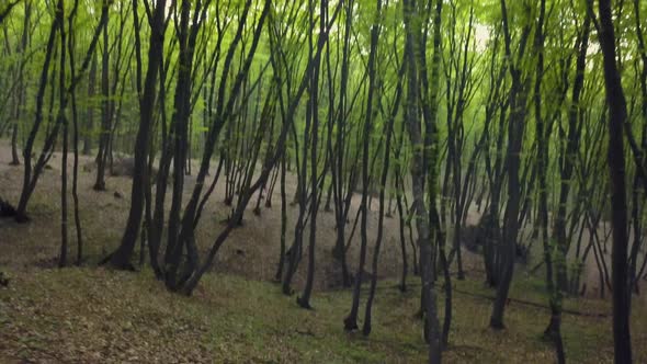 Walking Through Forest Path In Vast Pine green tree trunk , Pov ...