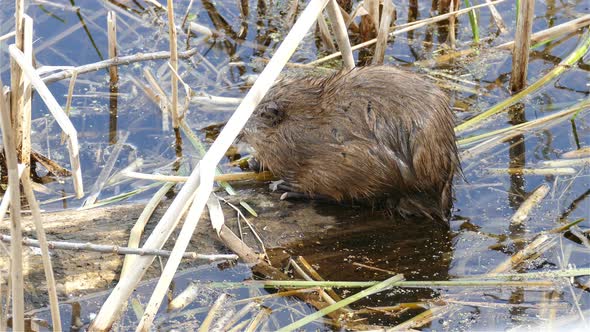 Close up of a beaver munching on some bark on a trunk., Stock Footage
