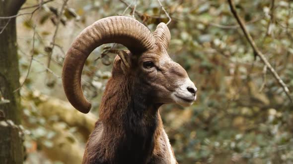 Wild Ram with Big Horns Animal in Untouched Nature Mouflon in Forest ...