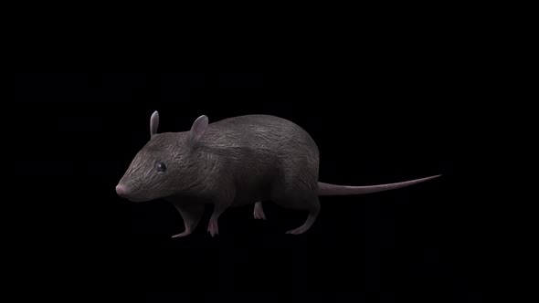 Brown Rat Walk Front Side View, Motion Graphics | VideoHive