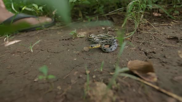 Striped keelback snake slithering under sliding camera slow motion ...