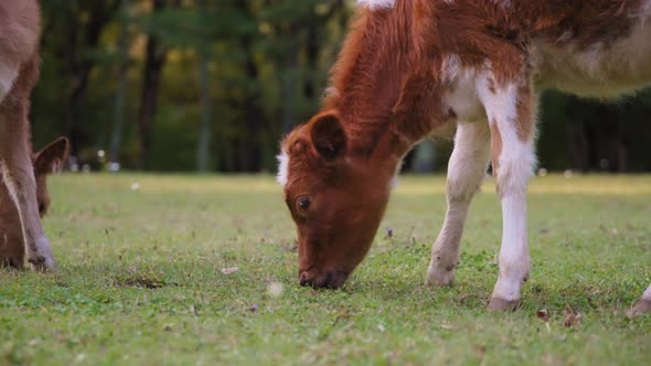 Close up of wild calves eating grass, Stock Footage | VideoHive