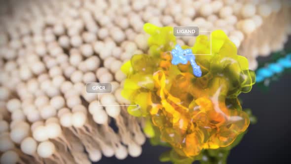 Microbiology Medical Animation of G Protein Coupled Receptors, Motion ...