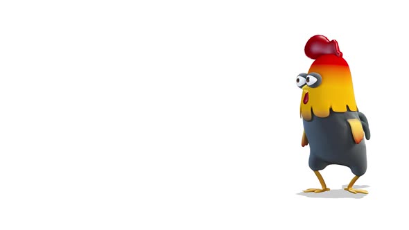 Rooster Comes Out From The Right Side Of The Screen on White Background ...