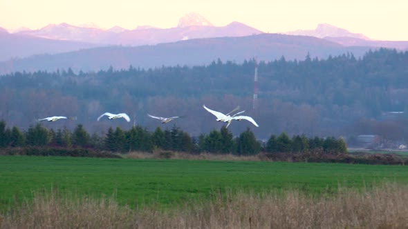 Six wild Trumpeter Swans in flight over a Snohomish Valley field in ...