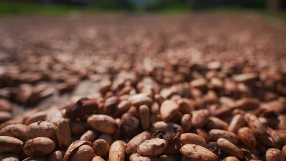 Dry cocoa beans close up in a cinematic slow motion. Congo, Africa ...