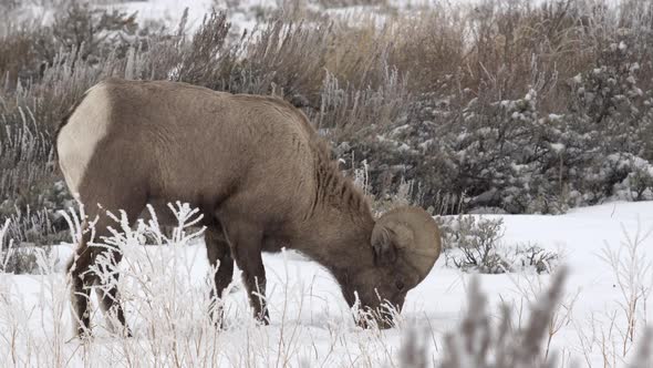 Bighorn sheep digging in the ground as snow falls, Stock Footage ...
