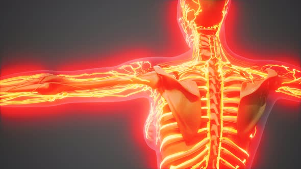Science Anatomy of Human Blood Vessels, Motion Graphics | VideoHive