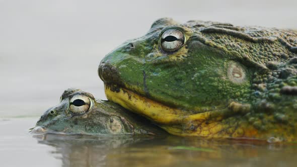 Close Up. African Bullfrog Mating In The Water In Central Kalahari ...