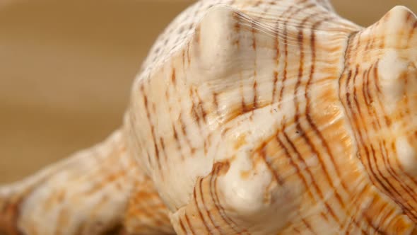 Sea Shell, Rotation, Closeup, Stock Footage | VideoHive