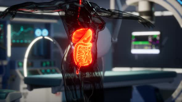 Human Digestive System Anatomy Exam in Laboratory, Motion Graphics