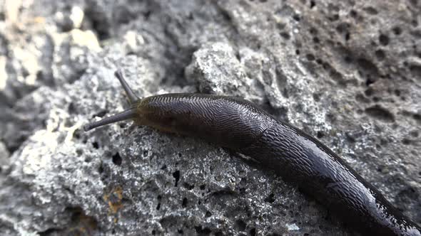 Slug, Stock Footage | VideoHive