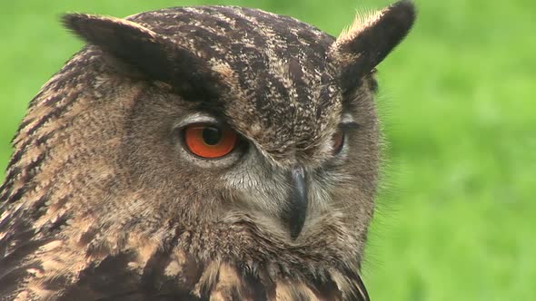 Eurasian Great Eagle Owl, Stock Footage | VideoHive