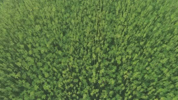 Wide Aerial Top View of a Beautiful Marijuana CBD Hemp Field, Stock Footage
