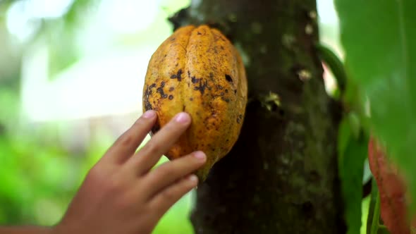 Coklat fruit, Stock Footage | VideoHive