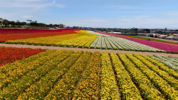 Aerial View of Flower Fields., Stock Footage | VideoHive
